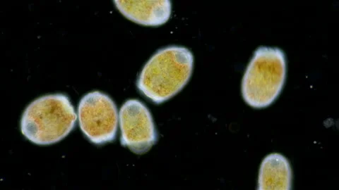 Trochophore larvae under a microscope, p... | Stock Video | Pond5