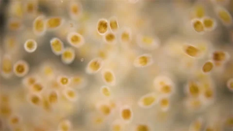 Trochophore larvae under a microscope, p... | Stock Video | Pond5