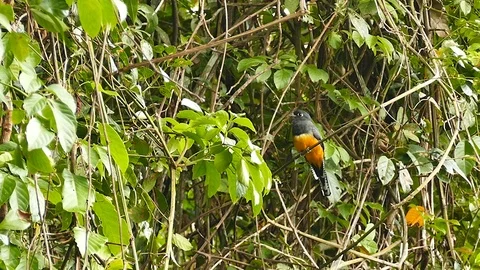 Bird Flying Camera Stock Videos – Royalty-Free HD & 4K Videos