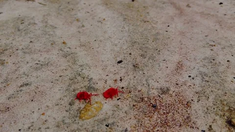 Trombidiidae red velvet mites, rain bugs... | Stock Video | Pond5