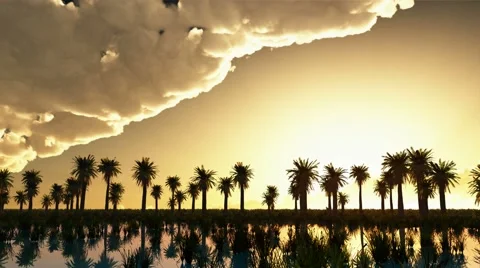 Tropical background with palm tree silho... | Stock Video | Pond5