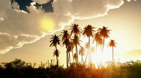 Tropical background with palm tree silho... | Stock Video | Pond5