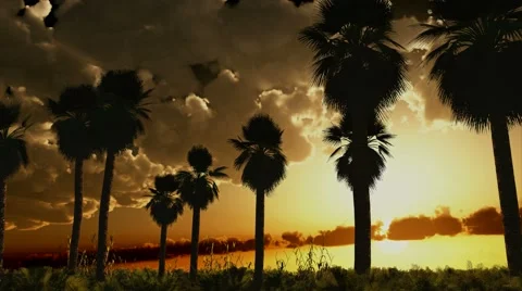 Tropical background with palm tree silho... | Stock Video | Pond5