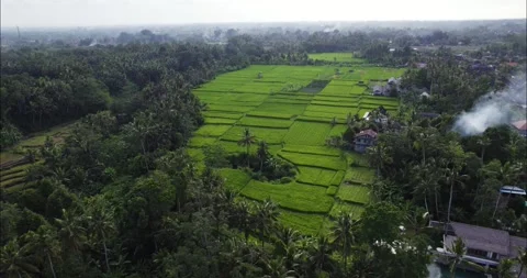 Tropical Bali Rice Terrace Farm in Ubud,... | Stock Video | Pond5