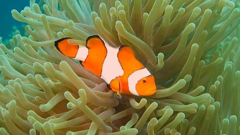 Tropical clown fish nemo | Stock Video | Pond5