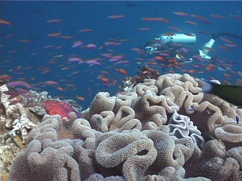 Female Models Tropical Stock Videos – Royalty-Free HD & 4K Videos | Pond5