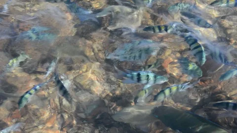 tropical fish in clear sea water on a st... | Stock Video | Pond5