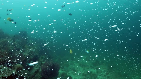 Tropical fish eat micro plastic pollutio... | Stock Video | Pond5