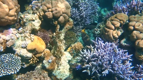 tropical fish feed on a coral reef in th... | Stock Video | Pond5