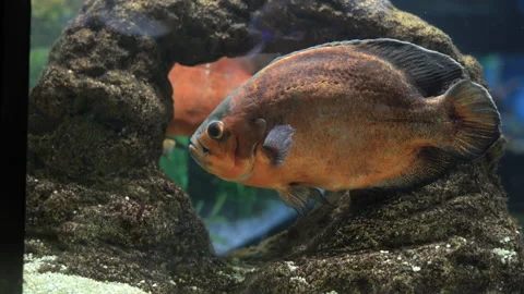 Pacu Stock Video Footage | Royalty Free Pacu Videos | Pond5