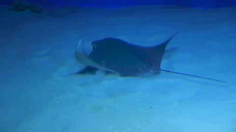 Stingray Wallpaper Stock Videos – Royalty-Free HD & 4K Videos | Pond5