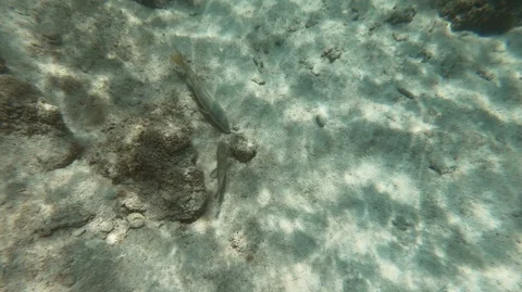 Tropical fish swimmer underwater off of ... | Stock Video | Pond5