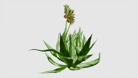 Tropical flower with alpha channel | Stock Video | Pond5