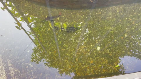 Fish Pond Caffe Stock Videos – Royalty-Free HD & 4K Videos | Pond5