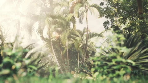 tropical garden with palm trees in sun r... | Stock Video | Pond5