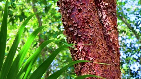 Tropical Gumbo-limbo tree with red peeli... | Stock Video | Pond5