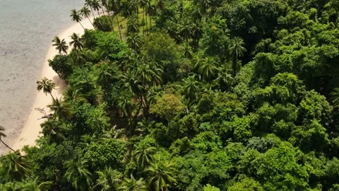 S Tropical 2S Stock Videos – Royalty-Free HD & 4K Videos