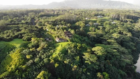 Tropical Island Tree Canopy | Stock Video | Pond5