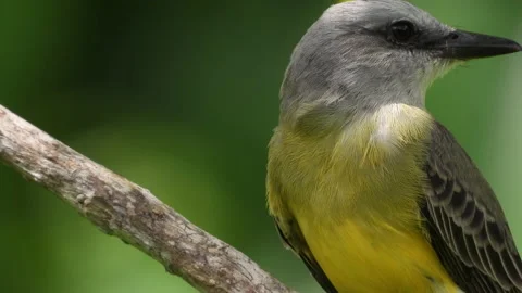 Tropical Kingbird or Tyrant flycatcher p... | Stock Video | Pond5