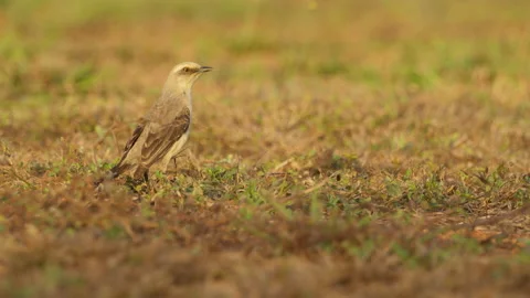 Mockingbird Stock Footage ~ Royalty Free Stock Videos | Pond5
