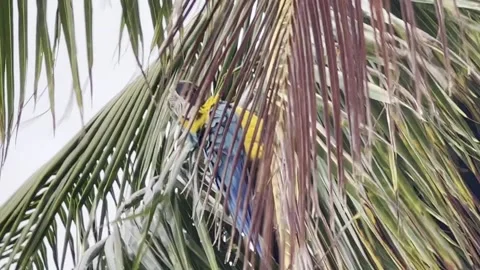 A tropical parrot hiding from a predator... | Stock Video | Pond5