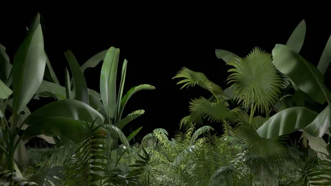 Tropical plant on an alpha channel | Stock Video | Pond5