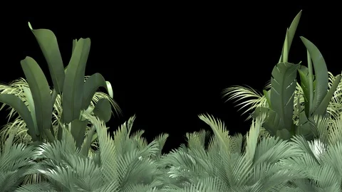 Tropical Background Png Stock Videos – Royalty-Free HD & 4K Videos | Pond5