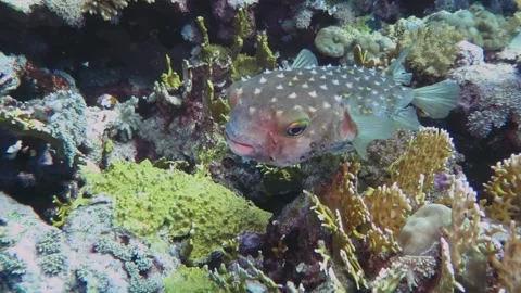 Tropical poisonous fish - porcupinefish ... | Stock Video | Pond5