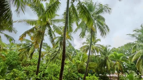 Tropical rain forest. Monsoon rain falli... | Stock Video | Pond5