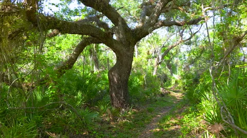 Tropical rainforest ecosystem. Florida j... | Stock Video | Pond5