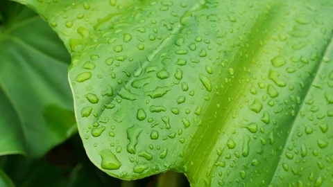 Water Leaf Water Leaf Rainforest Stock Footage ~ Royalty Free Stock ...