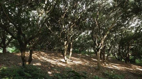 Tropical rainforest - trees at hot sunny... | Stock Video | Pond5