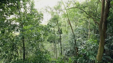 Windy Rainforest Stock Footage ~ Royalty Free Stock Videos | Pond5