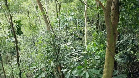 Windy Rainforest Stock Footage ~ Royalty Free Stock Videos | Pond5