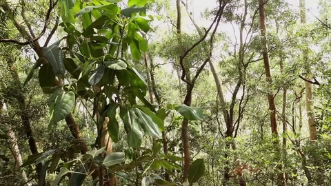 Windy Rainforest Stock Footage ~ Royalty Free Stock Videos | Pond5