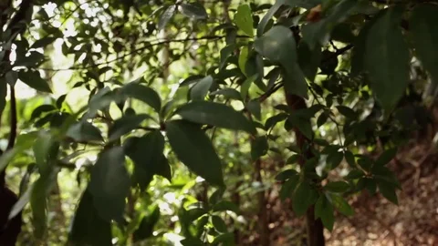 Windy Rainforest Stock Footage ~ Royalty Free Stock Videos | Pond5