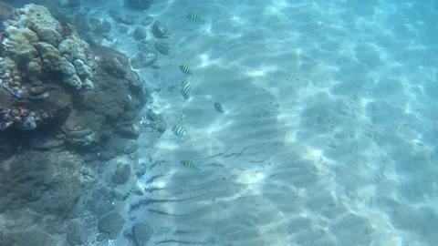 Tropical Reef Fish in Maui, Hawaii. Unde... | Stock Video | Pond5