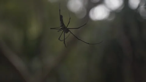 Tropical spider crawling down headfirst ... | Stock Video | Pond5
