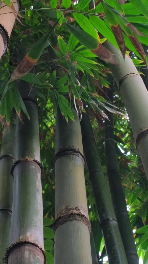 Tropical tree Bamboo is a genus of peren... | Stock Video | Pond5