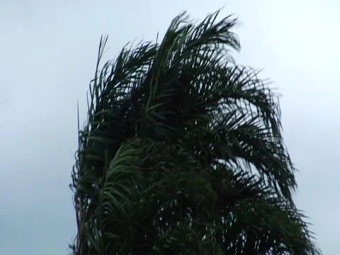 Tropical Tree On Windy Day in Amazon Jun... | Stock Video | Pond5