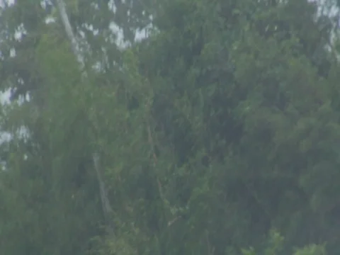 Amazon Rainforest Storm Stock Videos – Royalty-Free HD & 4K Videos | Pond5