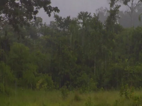 Amazon Rainforest Storm Stock Videos – Royalty-Free HD & 4K Videos | Pond5