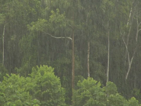 Amazon Rainforest Storm Stock Videos – Royalty-Free HD & 4K Videos | Pond5