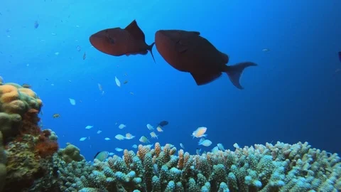 Redtooth Triggerfish Stock Footage ~ Royalty Free Stock Videos | Pond5
