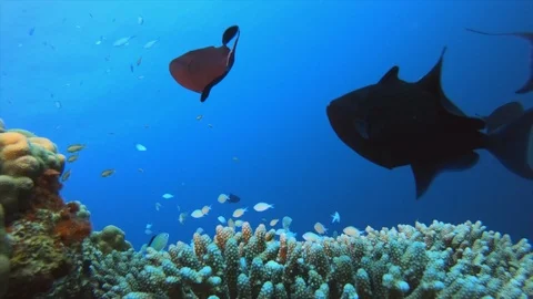 Redtooth Triggerfish Stock Footage ~ Royalty Free Stock Videos | Pond5