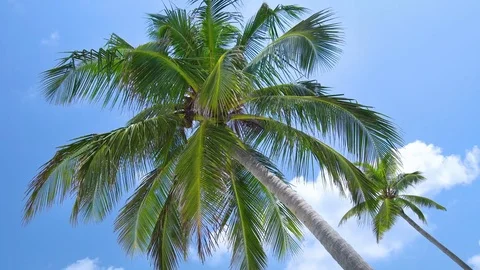 Tropical view with top of coconut palm t... | Stock Video | Pond5