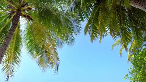 Tropical view with top of coconut palm t... | Stock Video | Pond5