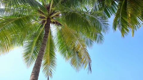 Tropical view with top of coconut palm t... | Stock Video | Pond5