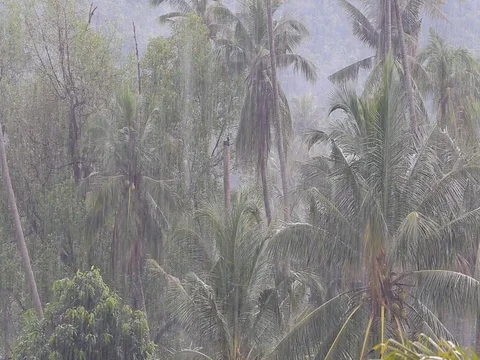 Tropical wind and rain drops falling on ... | Stock Video | Pond5