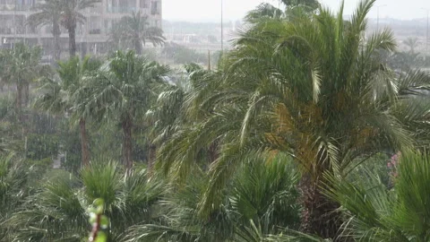 Tropical wind and rain drops falling on ... | Stock Video | Pond5